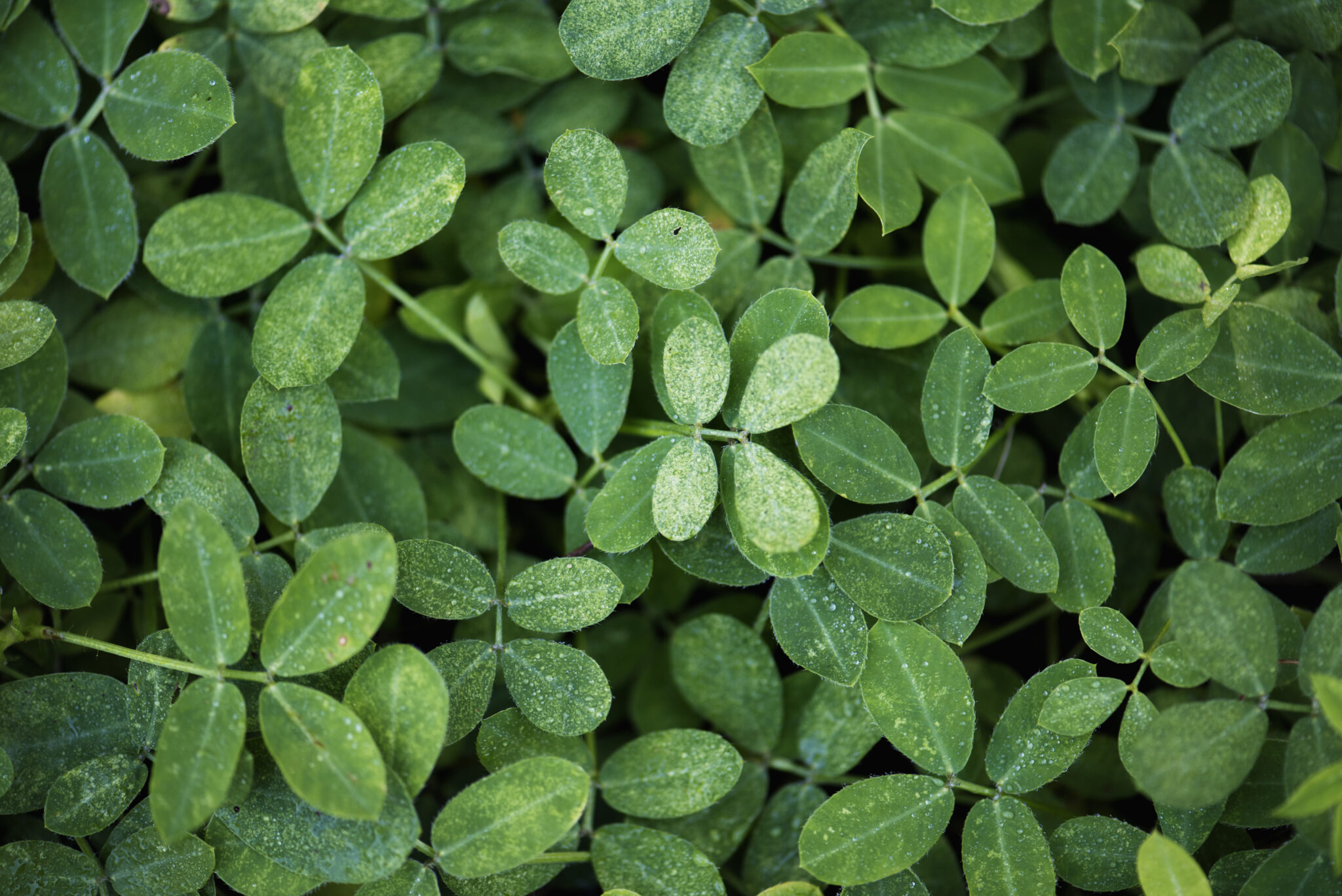 10 Proven Methi Leaves Benefits, Nutrition and Side Effects