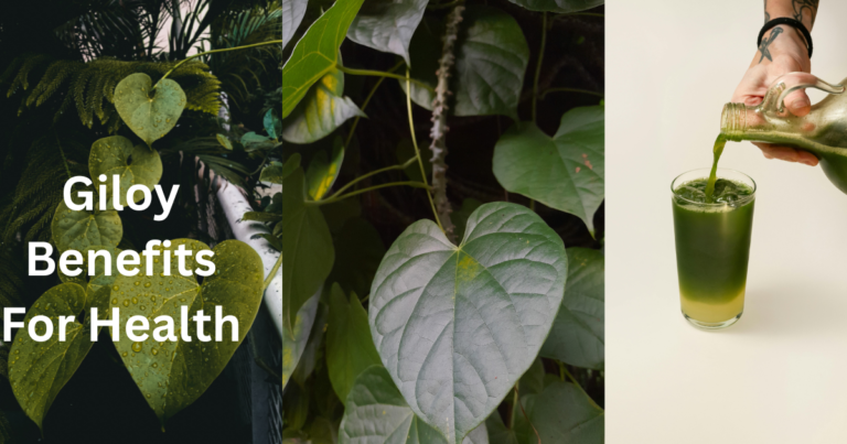 10 Effective Giloy Benefits, Nutrition, Uses & Side Effect